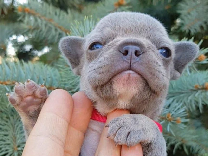 Французик девочка голубая