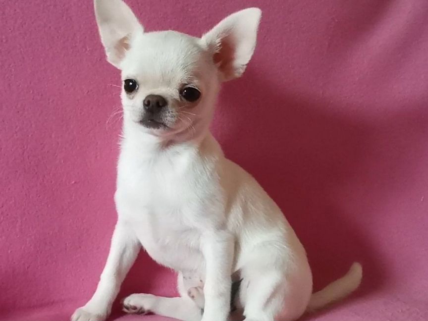Чихуахуа мальчик