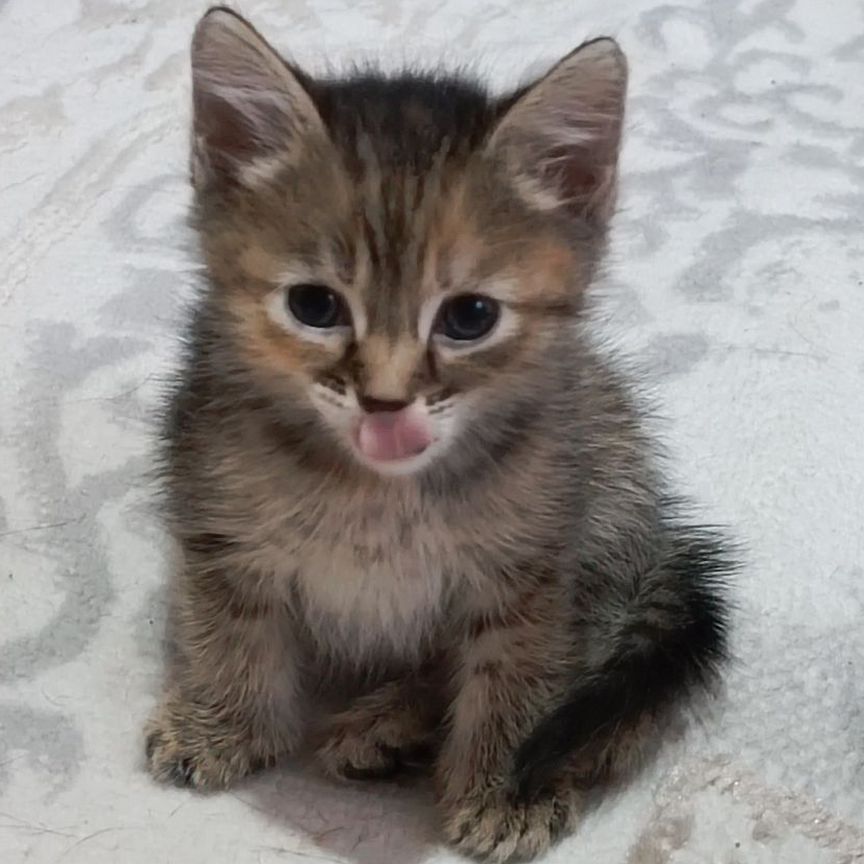 Котёнок в добрые руки