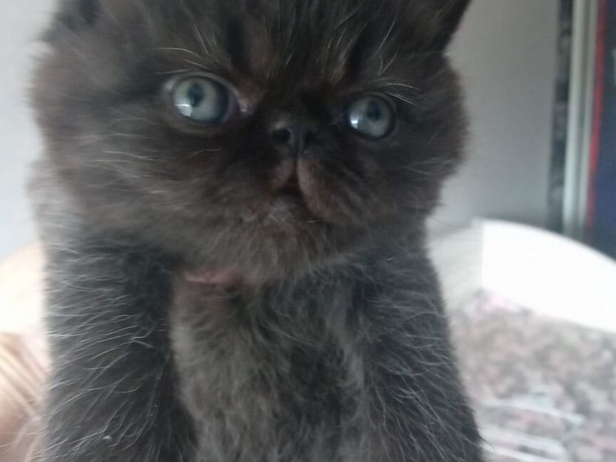 Котики-экзотики