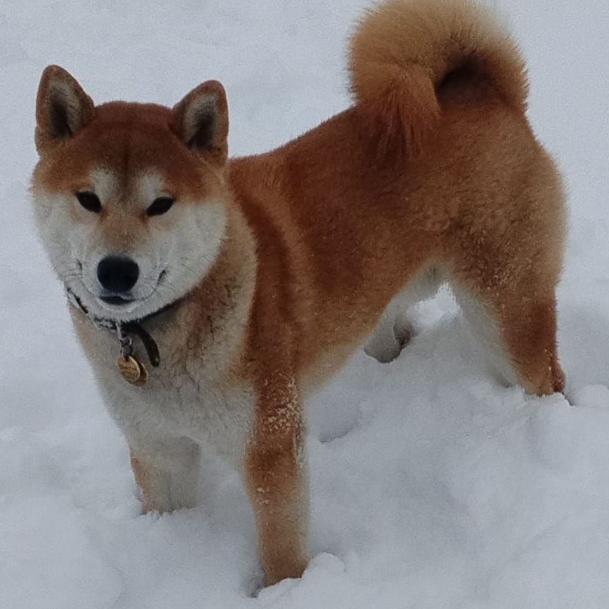 Сиба-ину, взрослый пёс