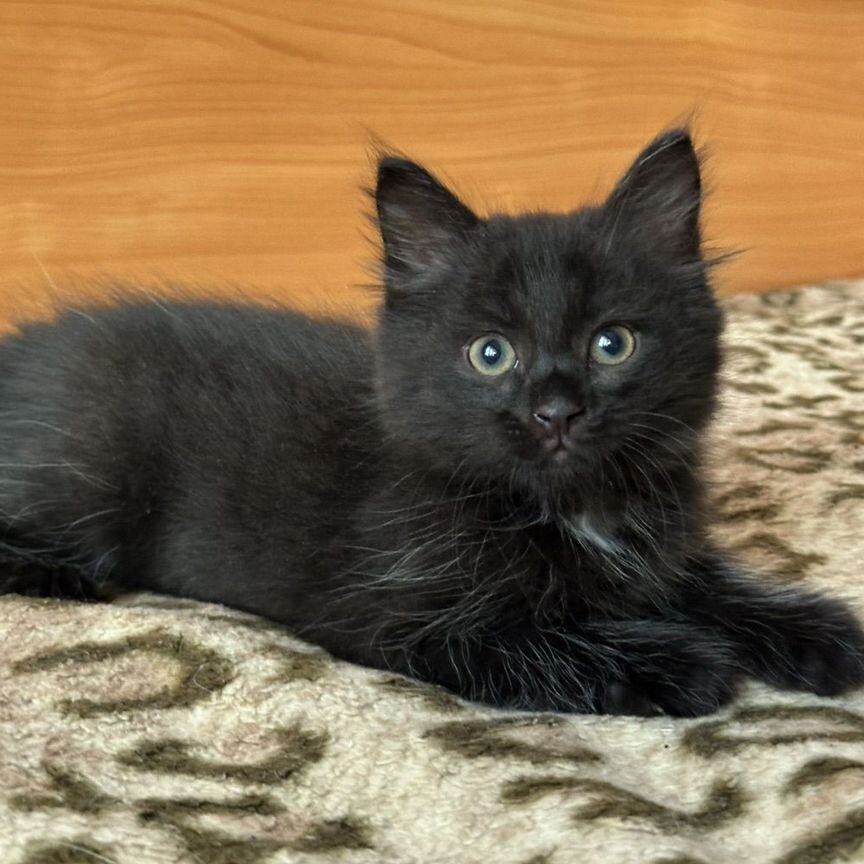 Котенок мальчик 1,5 месяца
