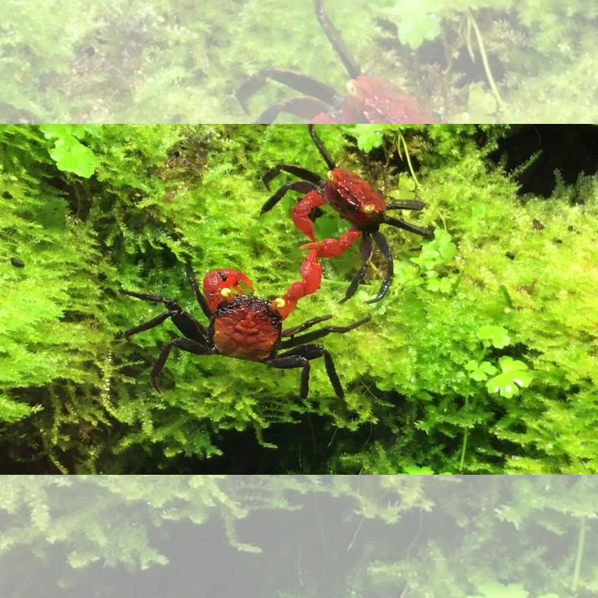 Краб вампир ассорти - Geosesarma sp