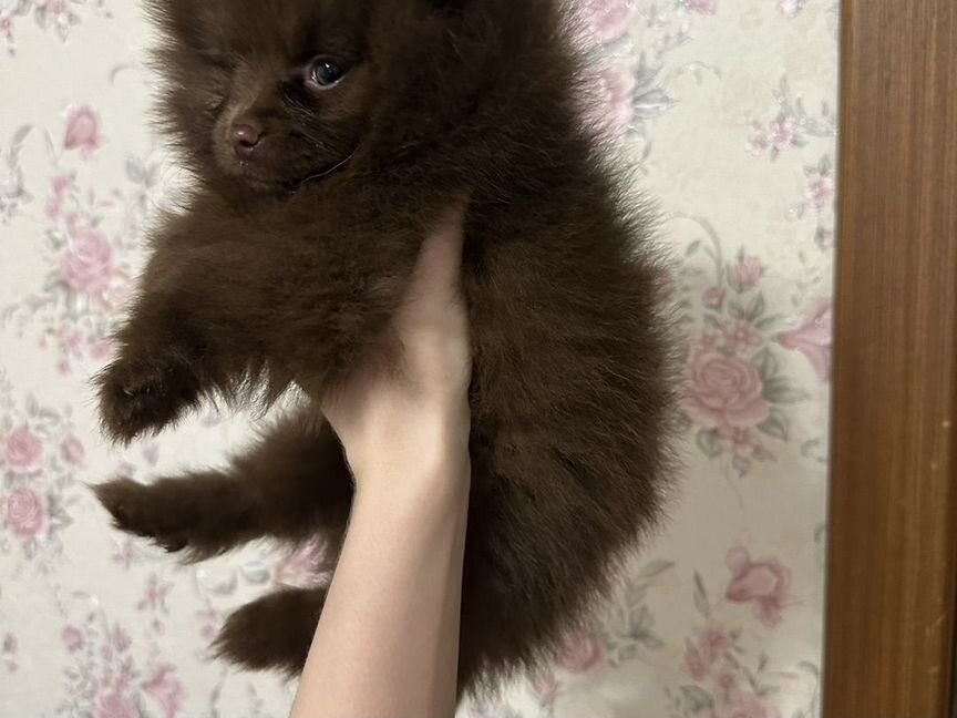 Щенок шпица мальчик шоколад