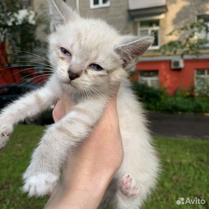 Очень красивый, крошечный котенок на улице