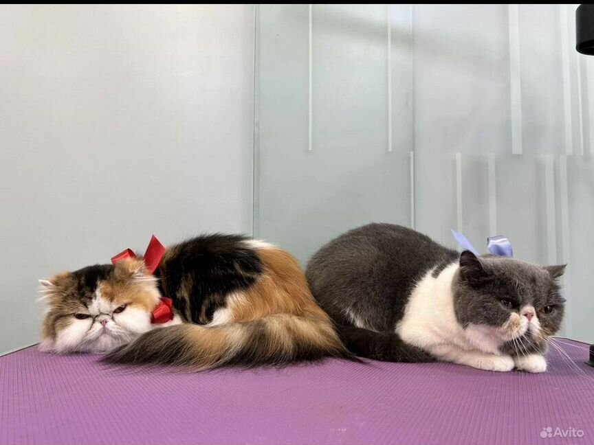 Кошки