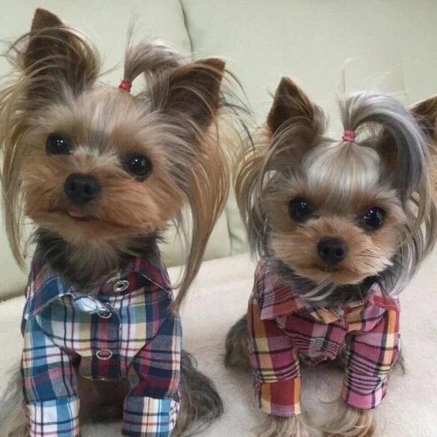 Йоркширский терьер, щенок