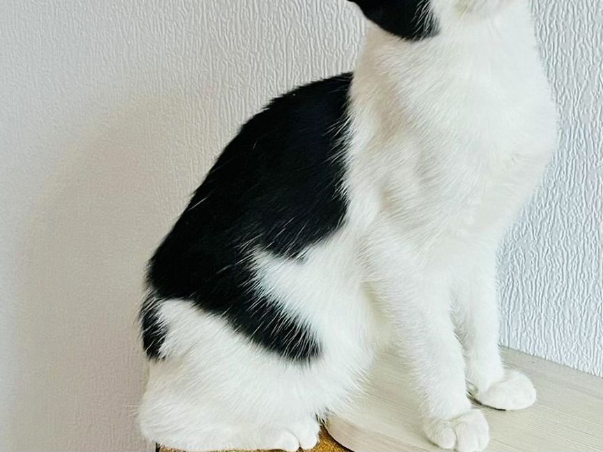 Элегантный котенок
