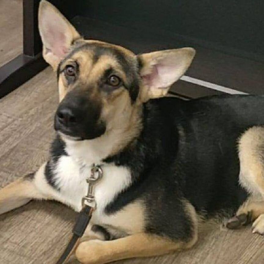 Щенок в добрые руки