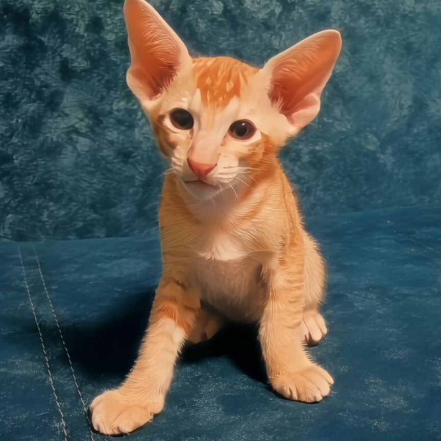 Ориентальный котёнок