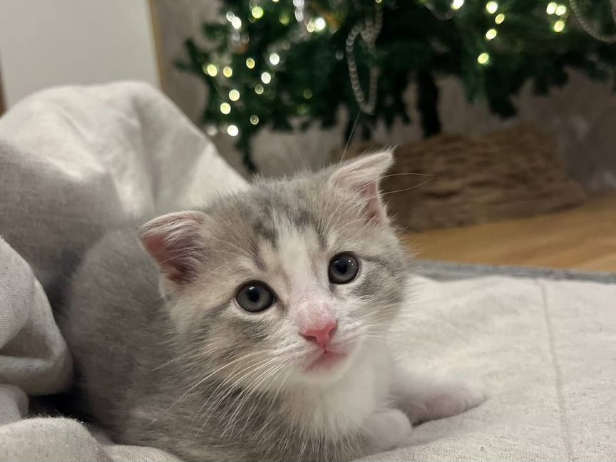 Котенок метис