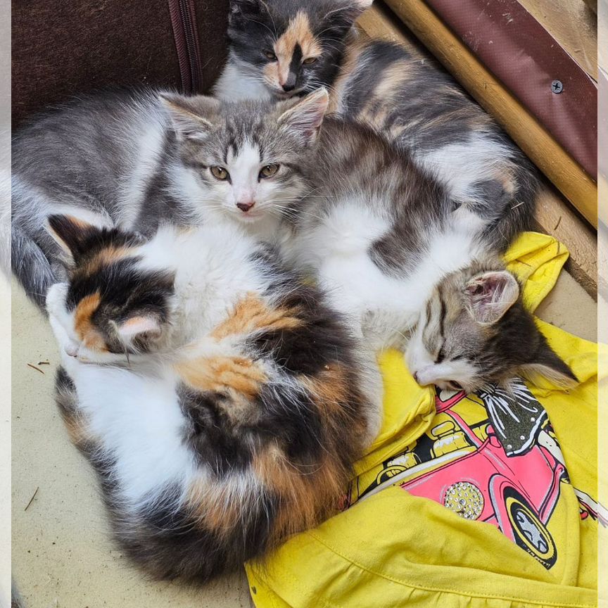 Котятки в заботливые руки