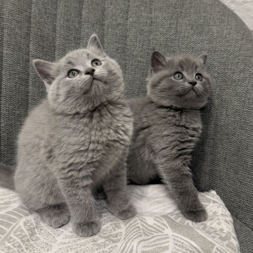 Котята Бри