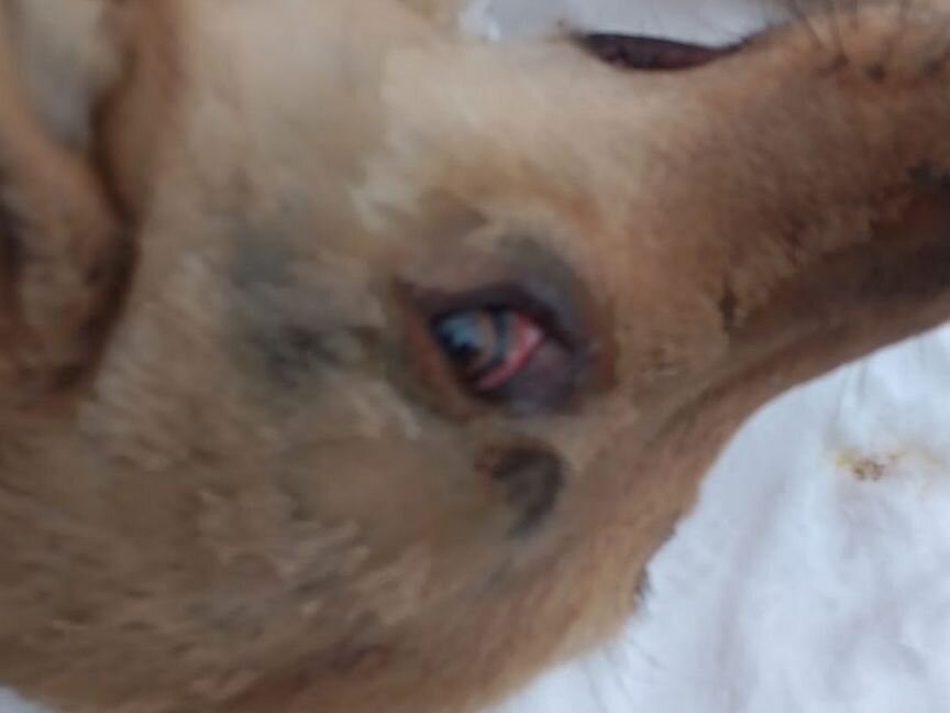 Собачка бездомыш нужно лечение и помощь в поимке