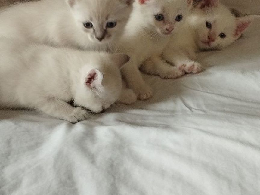 Тайские котята