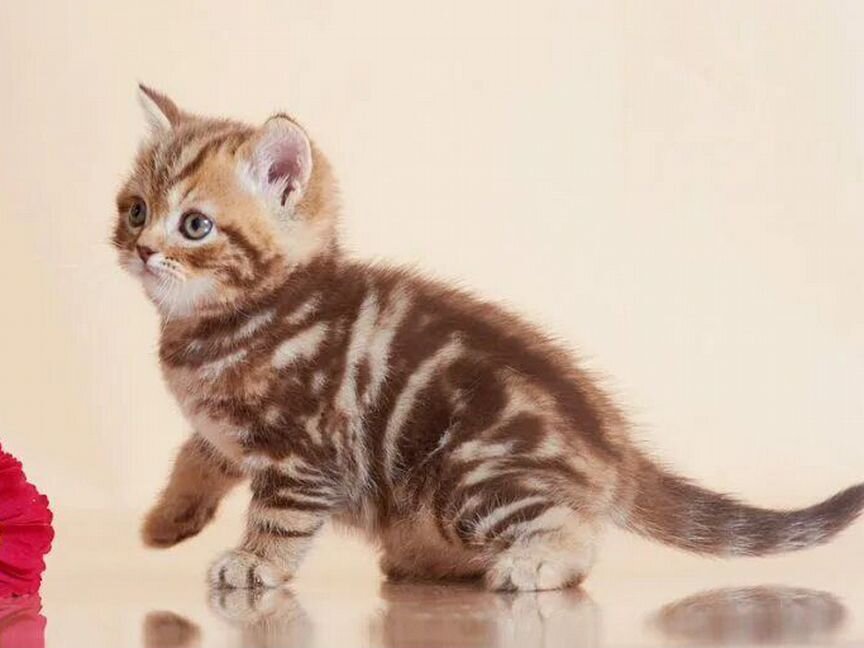 Шотланский котик