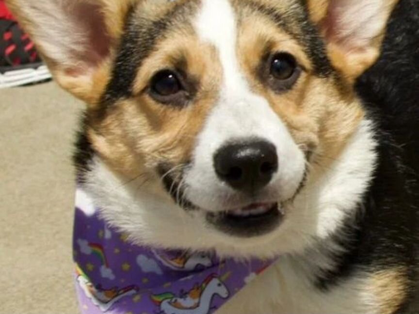 Корги в хорошие руки