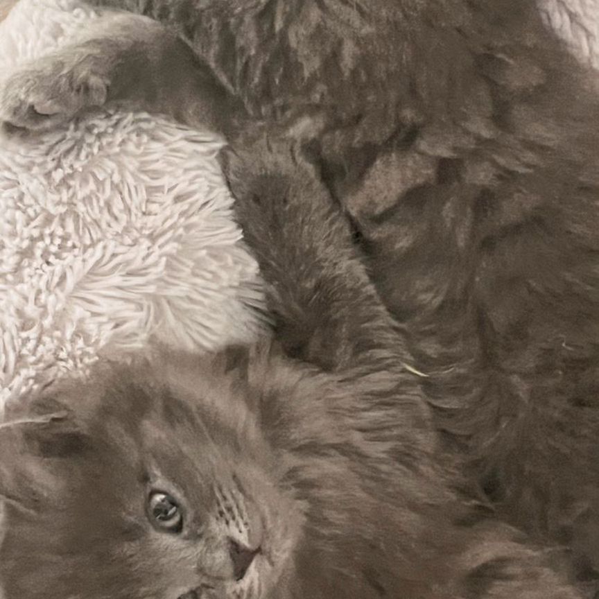 Котята 2 месяца