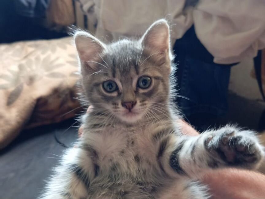 Невские маскарадные котята в Екатеринбурге