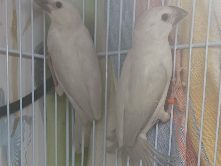 Рисовые амадины