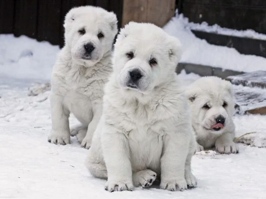Среднеазиатская овчарка алабай щенки