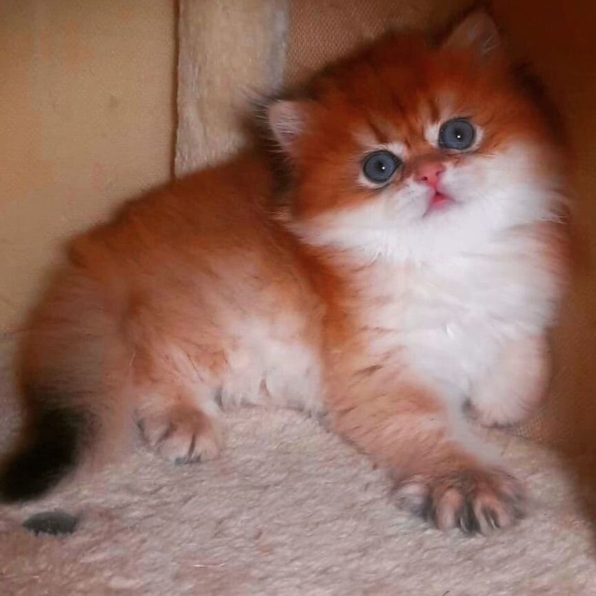 Британские котята золотая шиншилла