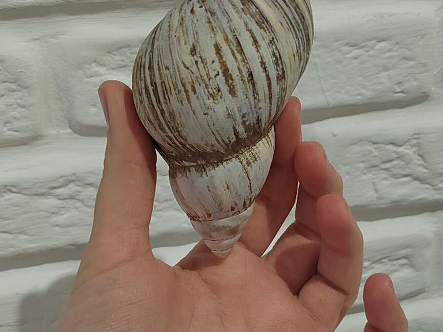 Раковина ахатина гигантская / ракушка