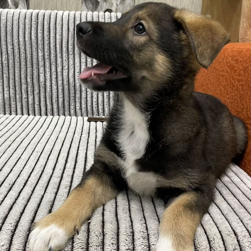 Щенок в добрые руки бесплатно