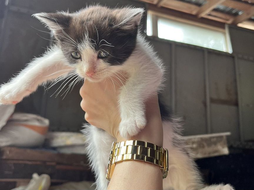 Котик