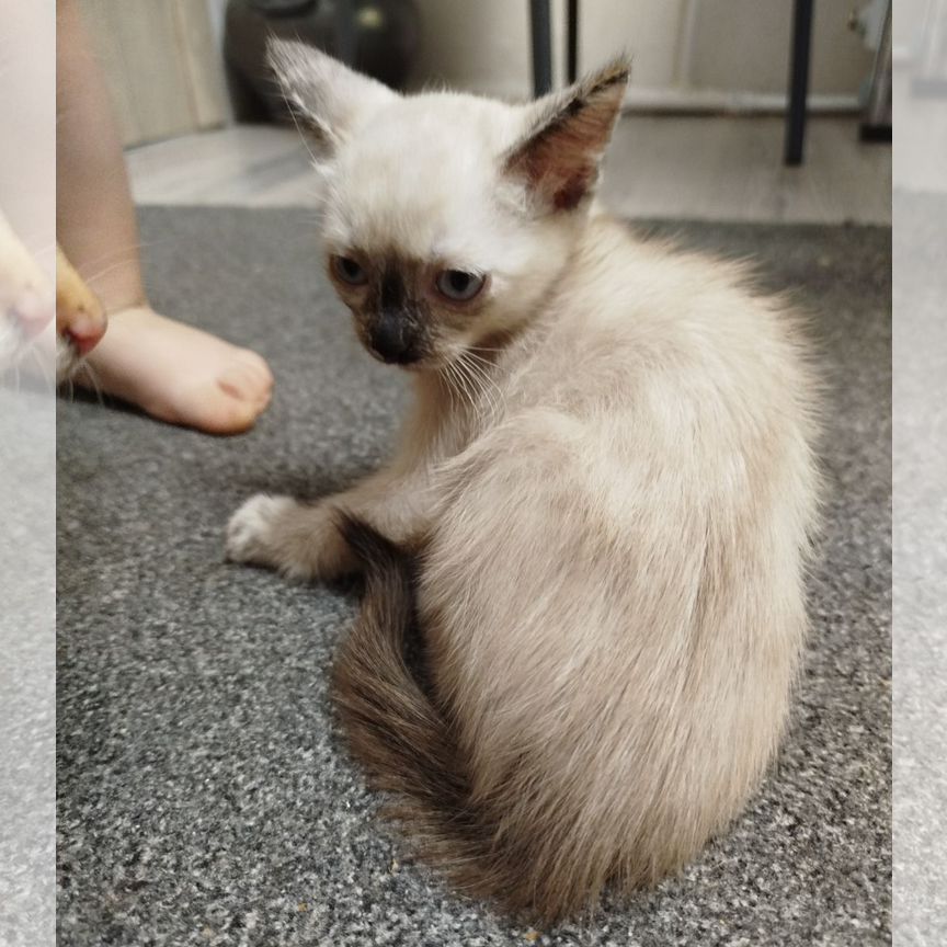 Сибирский котёнок