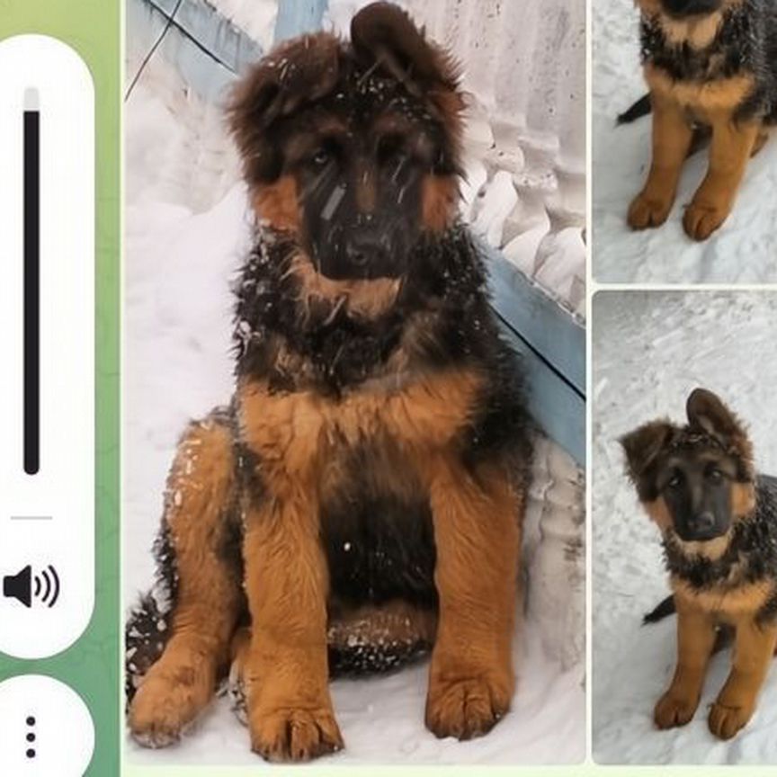 Немецкая овчарка, щенок