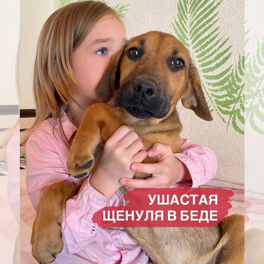 Щенок в добрые руки