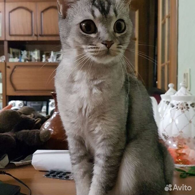 Шотланка из приюта