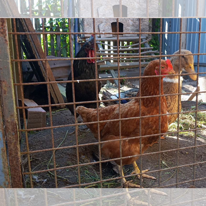 Отдам в добрые руки утку, курочку и петуха