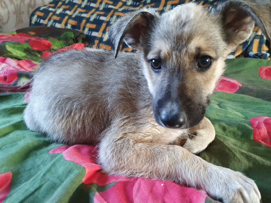 Собака в добрые руки