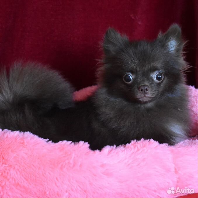 Шпиц - мини мальчик шоколадка