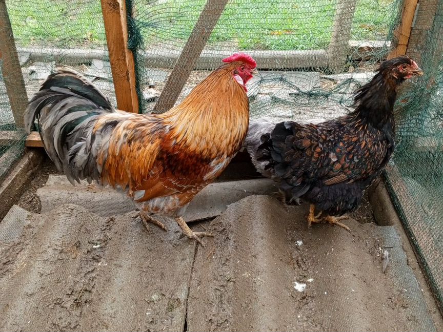 Куры виандот