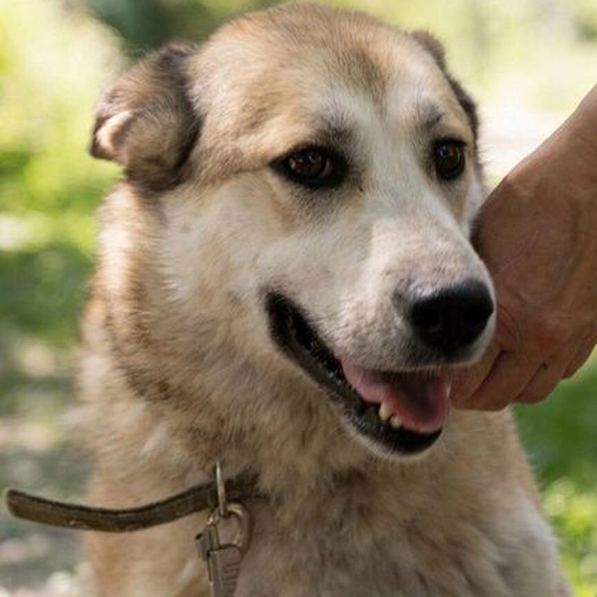 Собачка в добрые руки