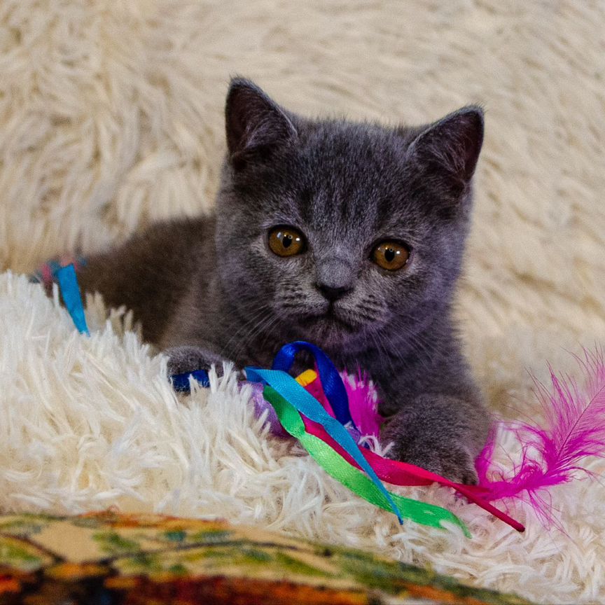 Отдам котенка в добрые руки