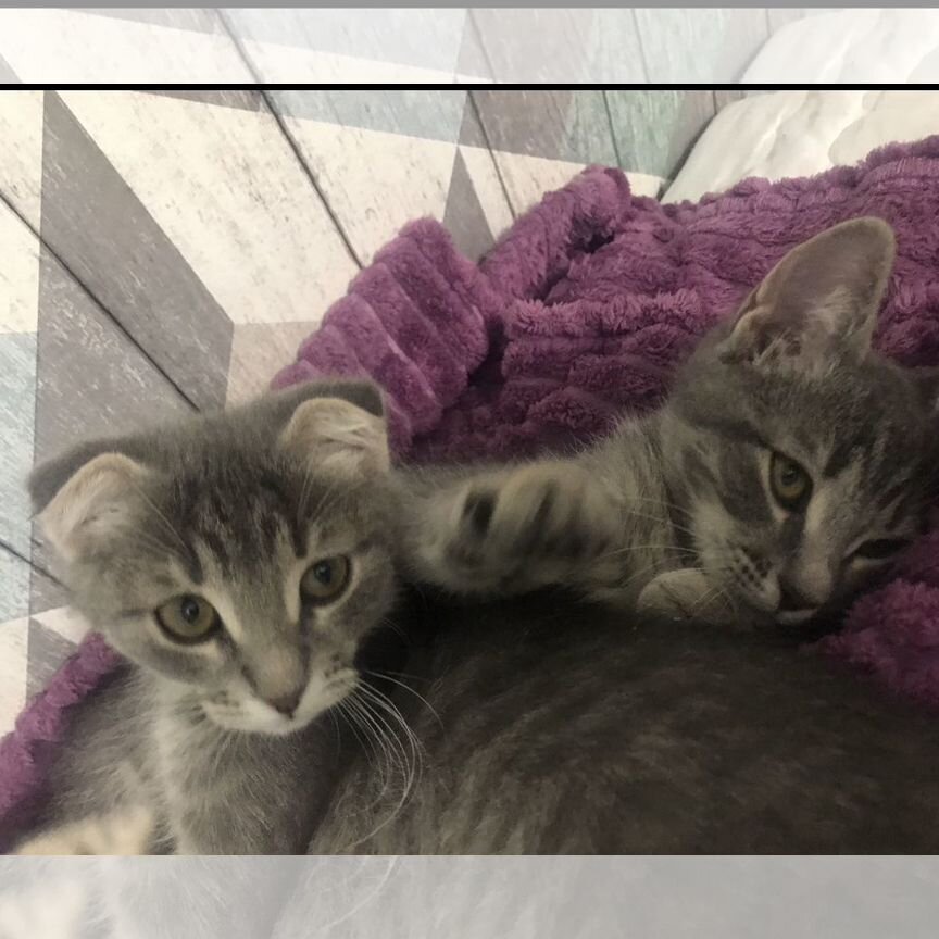 Шотландская