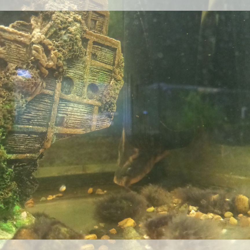 Аквариумные рыбки сомики