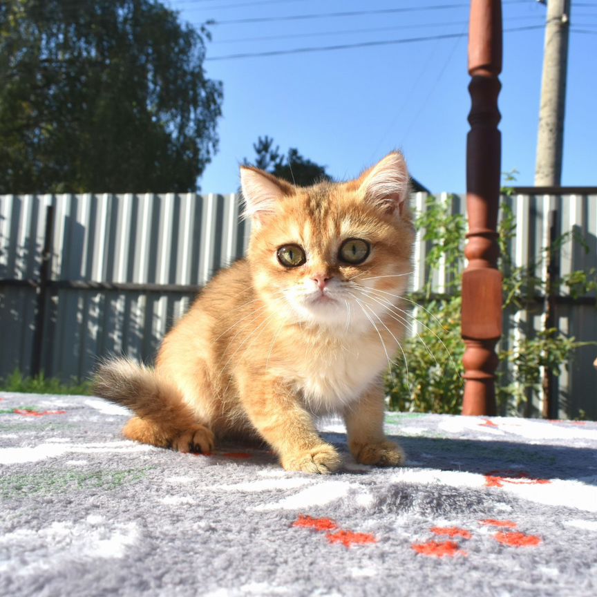 Британская золотая шиншилла