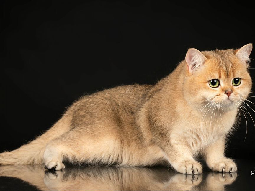 Кот золотая шиншилла