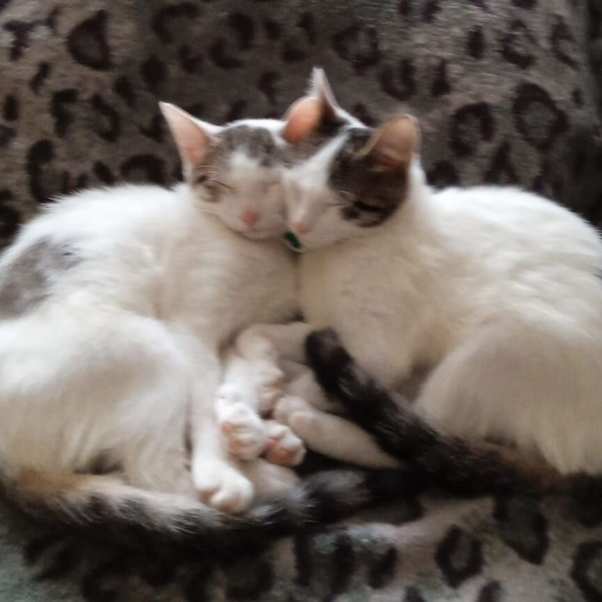 Котята