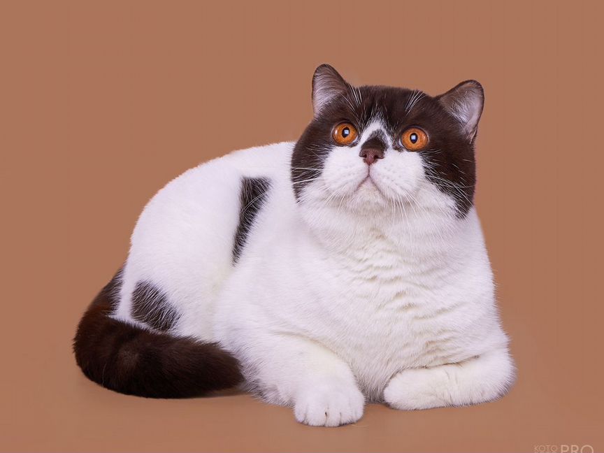 Британские котики. Шоколад с белым
