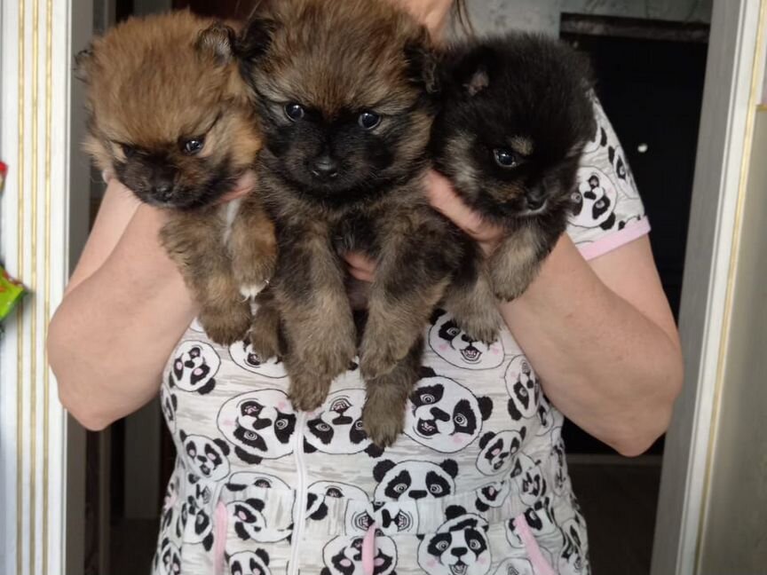 Продам милых пушистиков