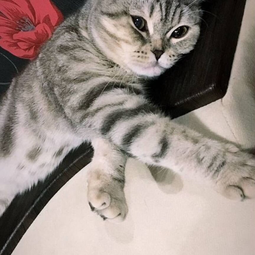 Отдам котов в добрые руки