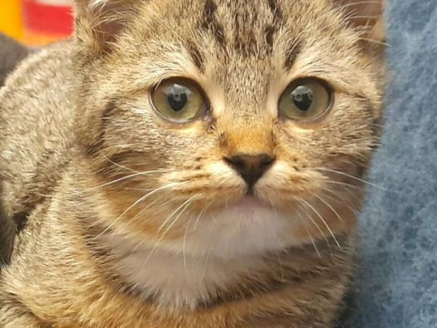 Котенок в добрые руки