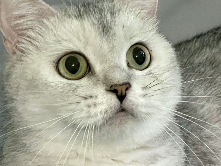 В Добрые руки Шотландская Плюшевая взрослая кошка