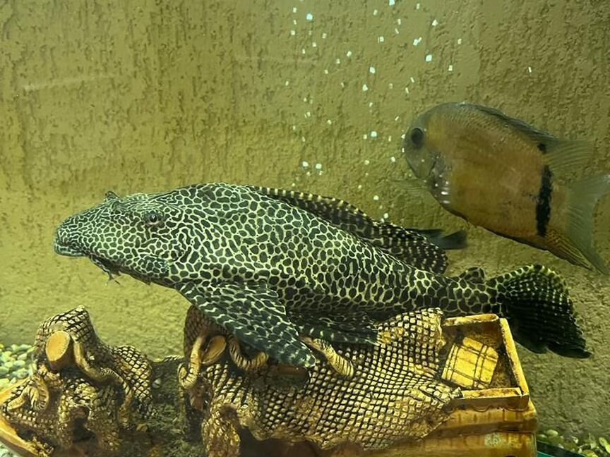 Анциструс большой